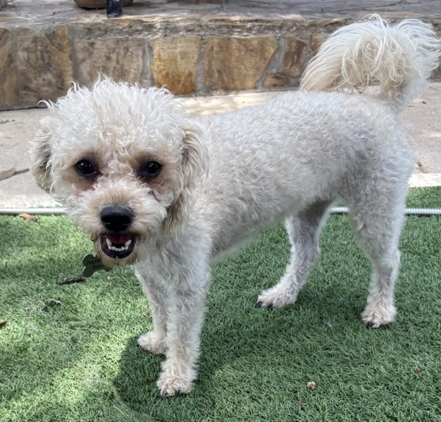 Poquita Paws Rescue | Brandy Sue – Ready to Adopt!