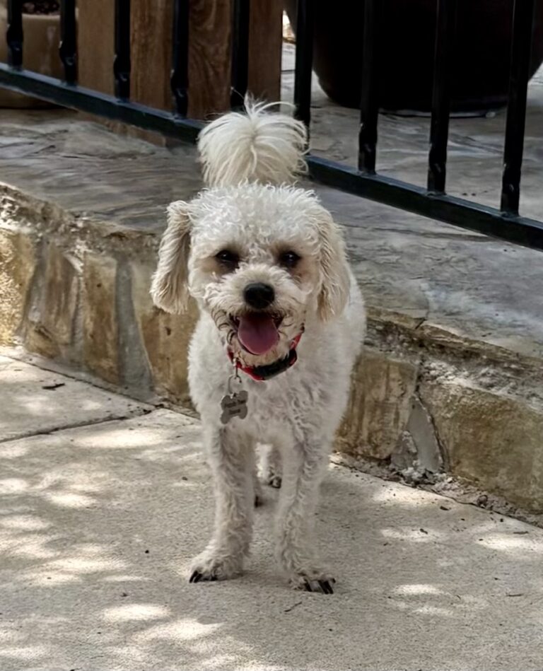 Poquita Paws Rescue | Brandy Sue – Ready to Adopt!